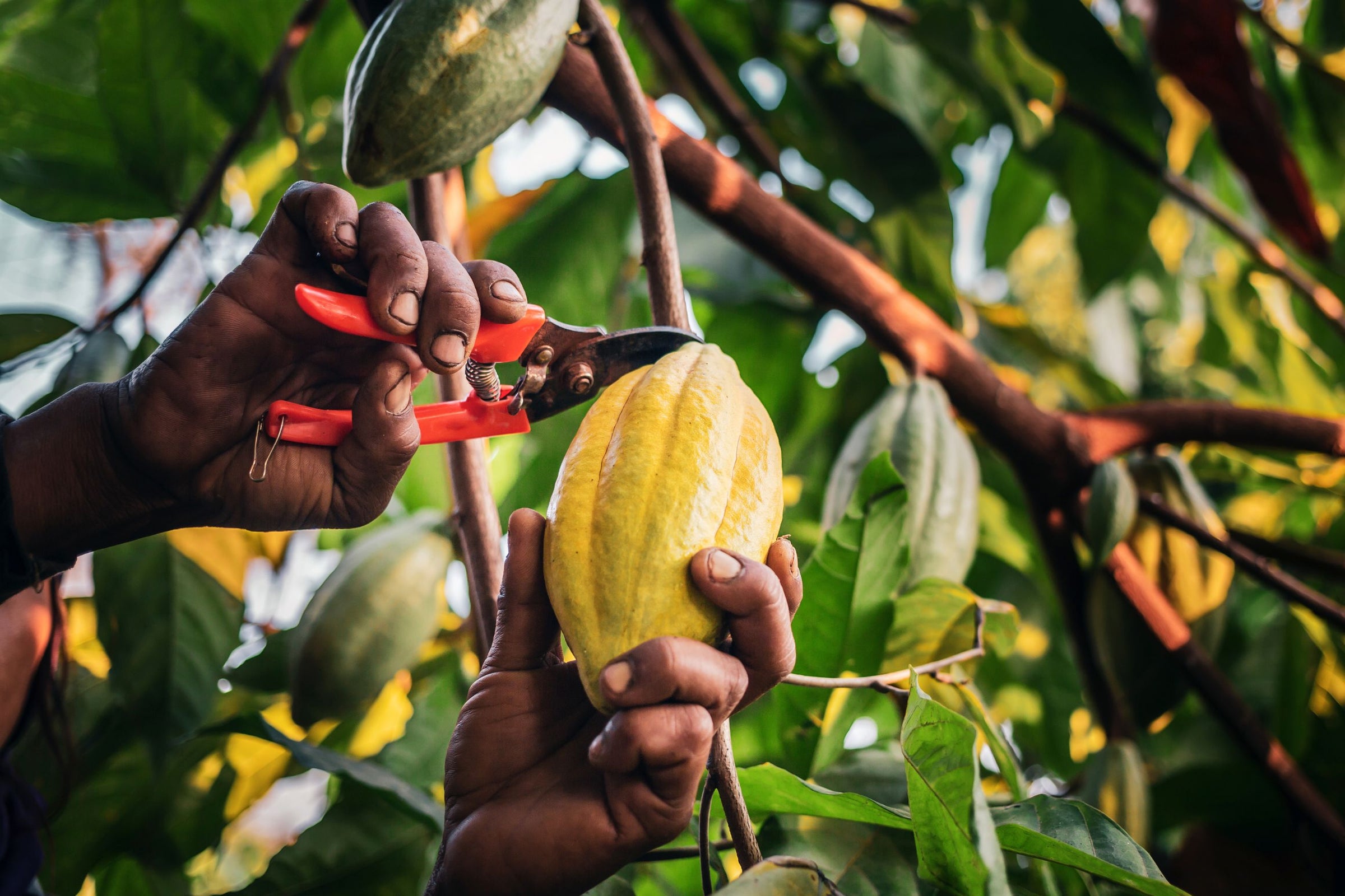 Verse Chocolate | Indulgent Dark Chocolate Squares | 1g of sugar ...